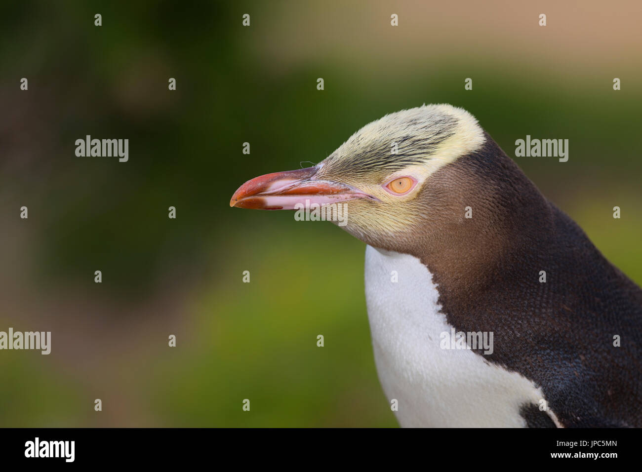 Endangered Yellow Eyed Penguins in South Island of New Zealand near ...