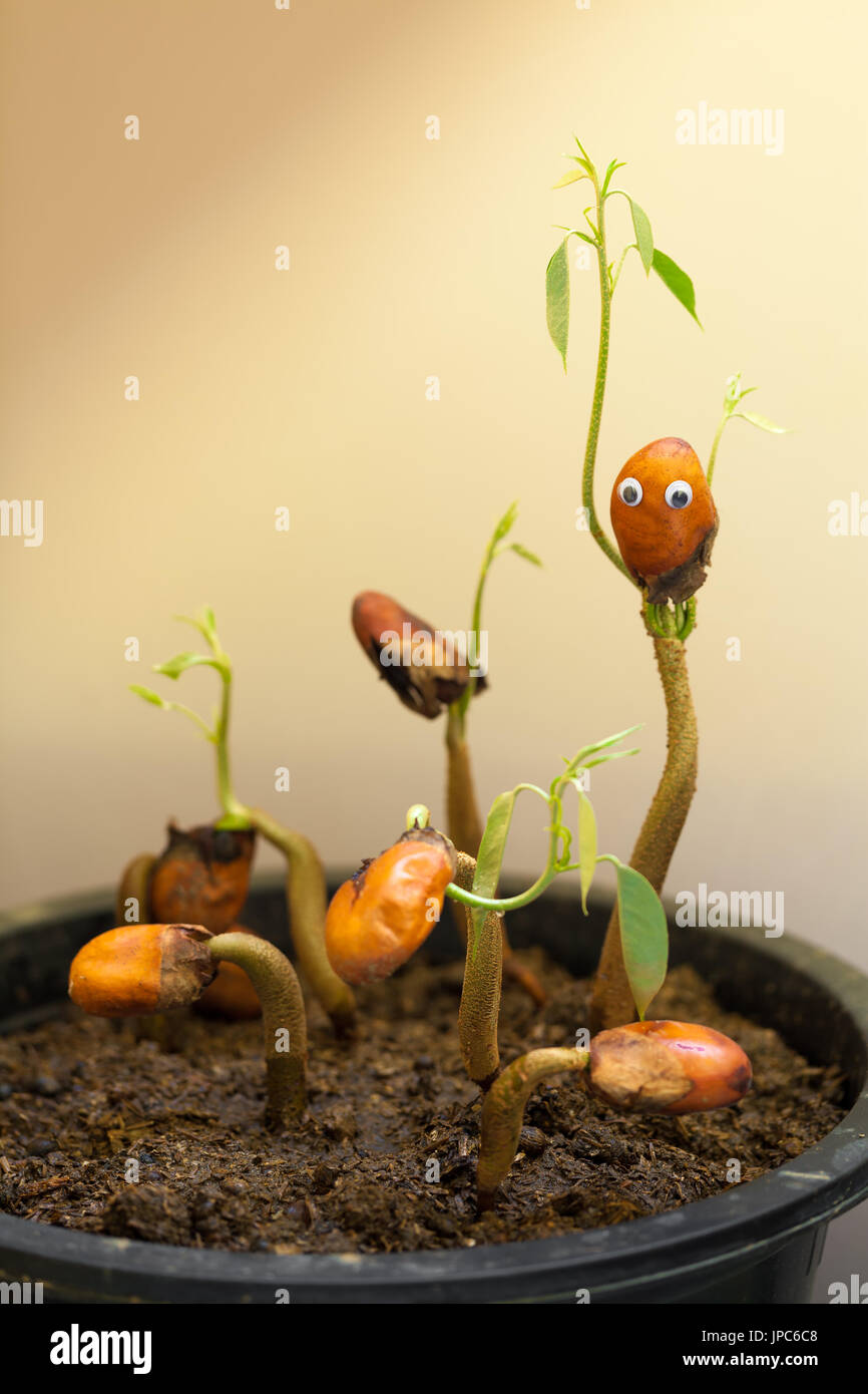 Human form in tree hi-res stock photography and images - Alamy