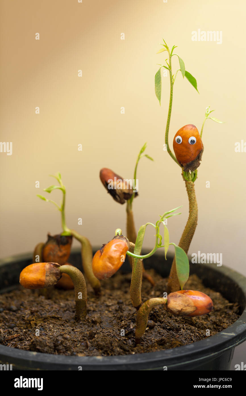 Human form in tree hi-res stock photography and images - Alamy