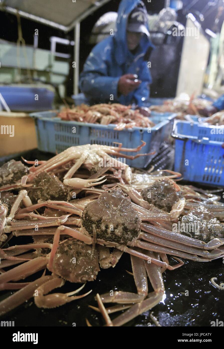 Snow crabs caught in the Sea of Japan are landed at the port of Toyooka ...