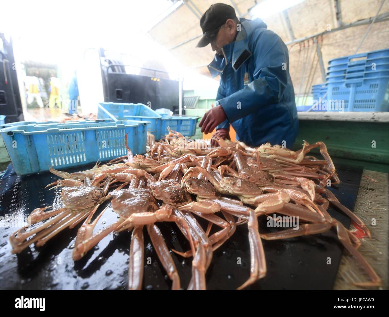 Snow crabs caught in the Sea of Japan are landed at the port of Toyooka ...