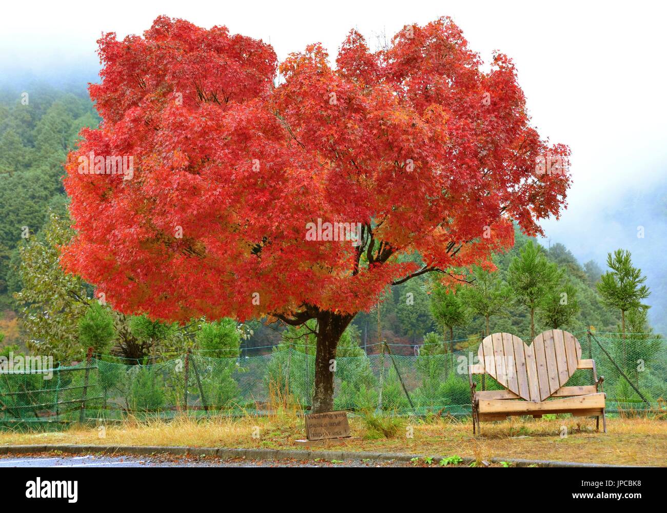 A heart-shaped maple tree turns red in a parking area in Japan's ...
