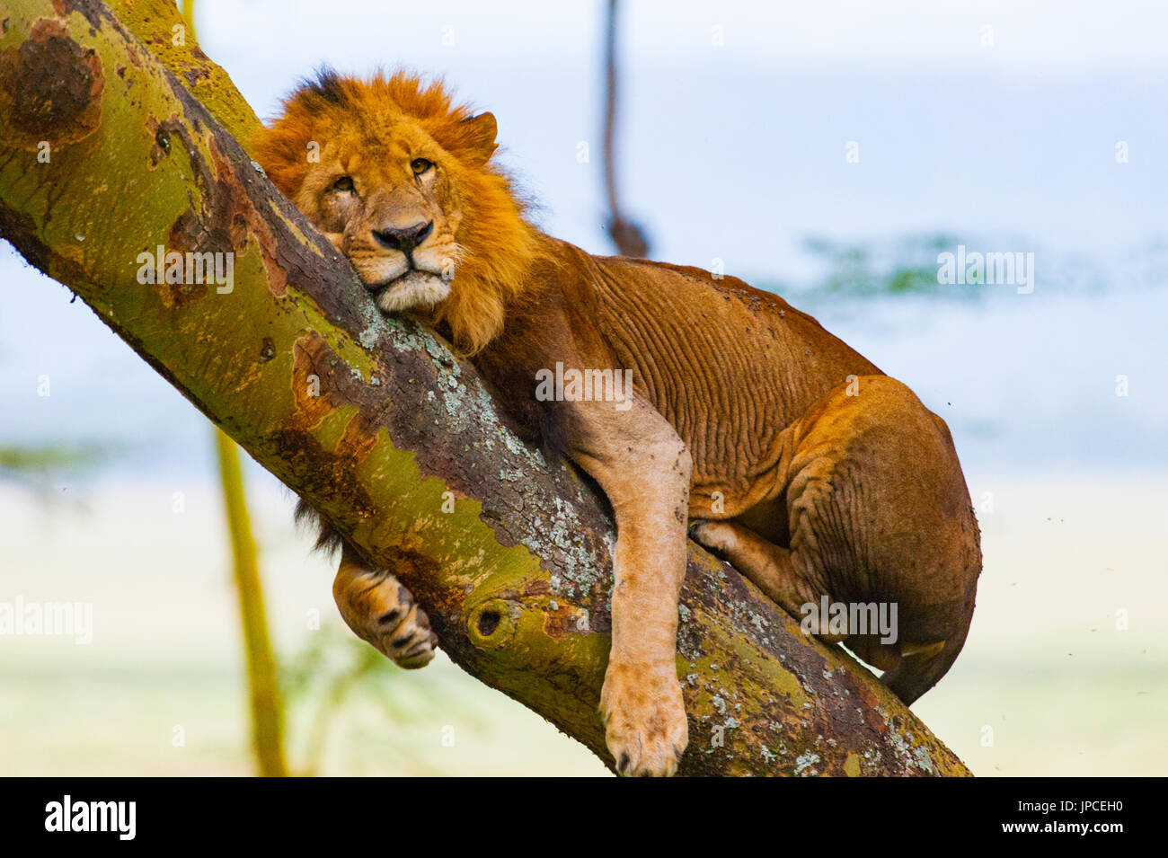 Lion lake nakuru national park hi-res stock photography and images - Alamy
