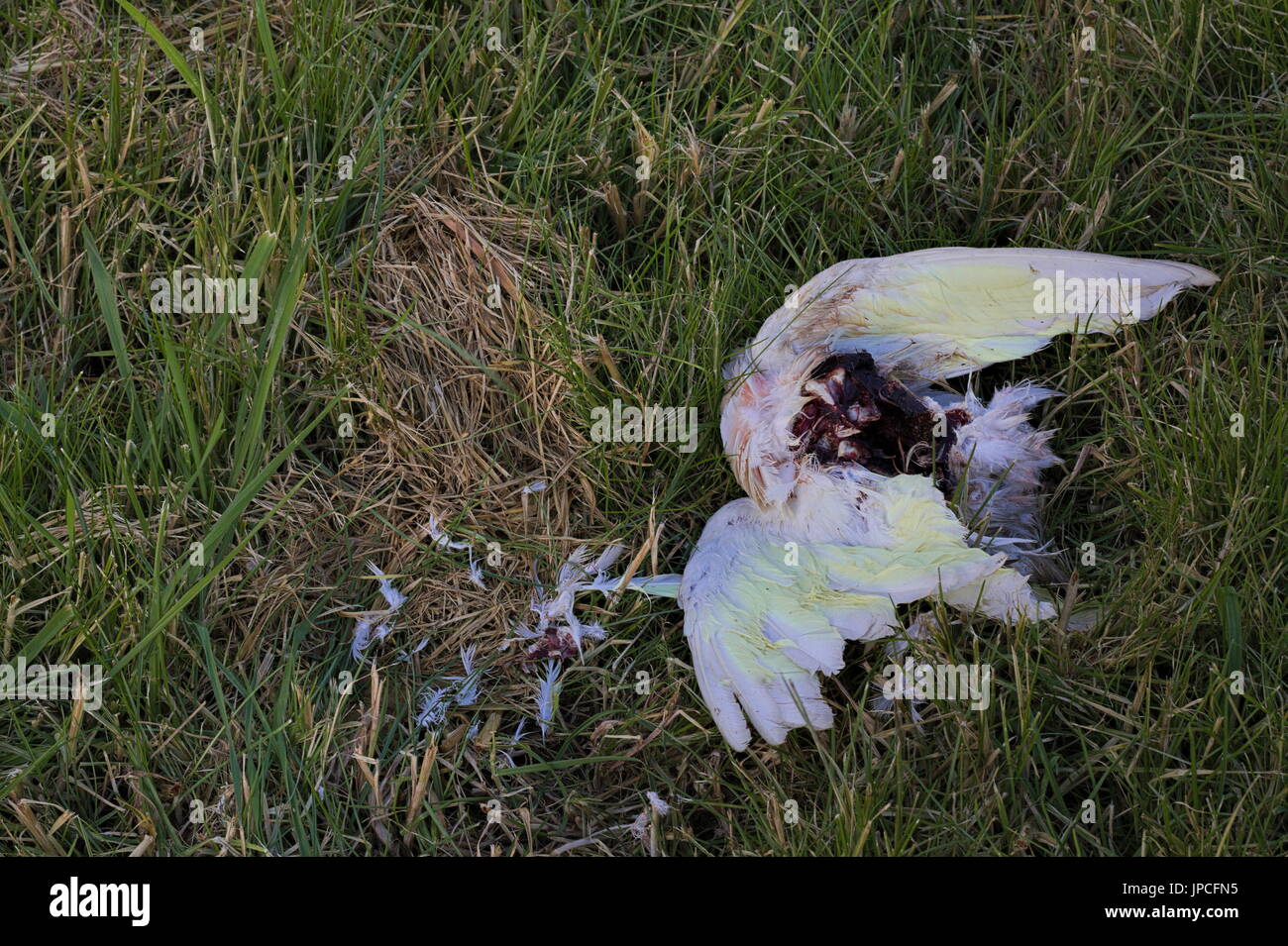 Remains of a sulphur crested cockatoo after a fox attack in Melbourne's ...