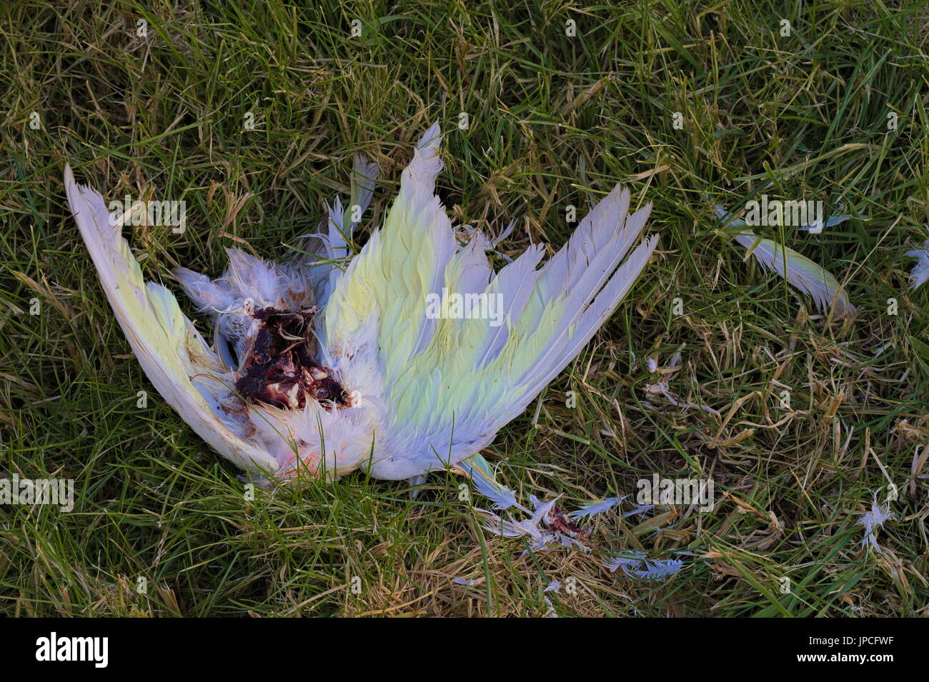Remains of a sulphur crested cockatoo after a fox attack in Melbourne's ...