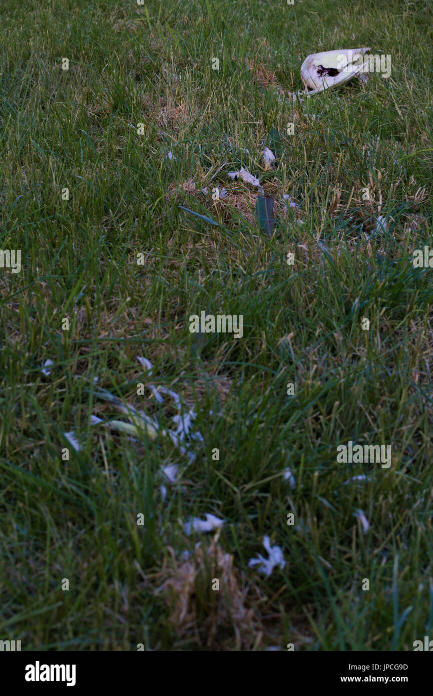 All that remains of a sulphur crested cockatoo after a fox attack in ...