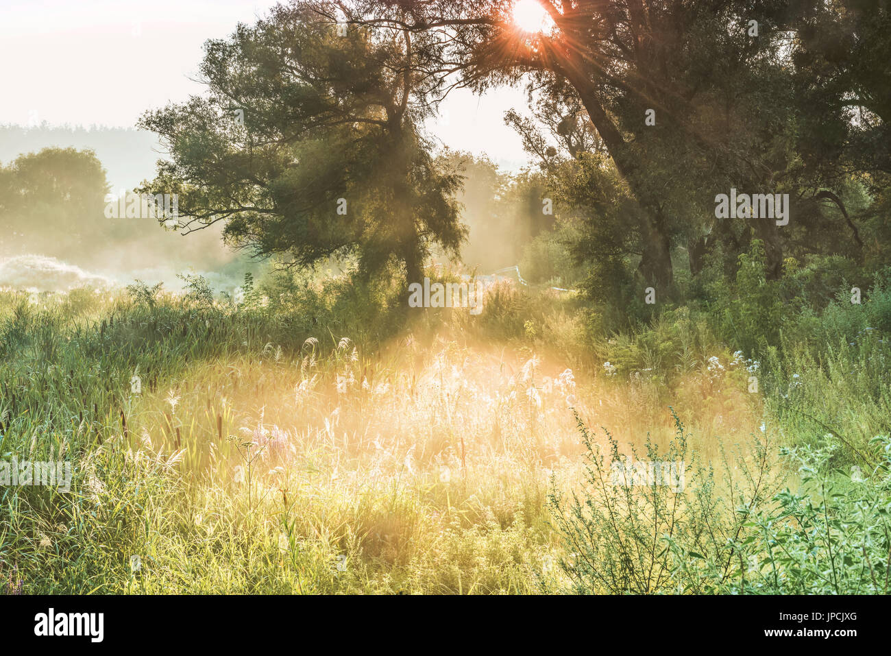 The rays of Sun through a fog and tree's silhouette at dawn Stock Photo ...