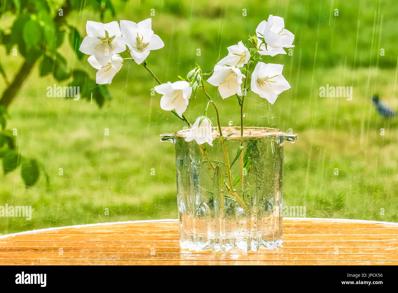 White bells in a vase on a table in the garden under a summer rain ...