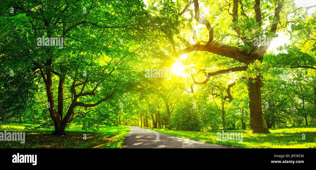 old oak tree foliage in morning light with sunlight Stock Photo - Alamy