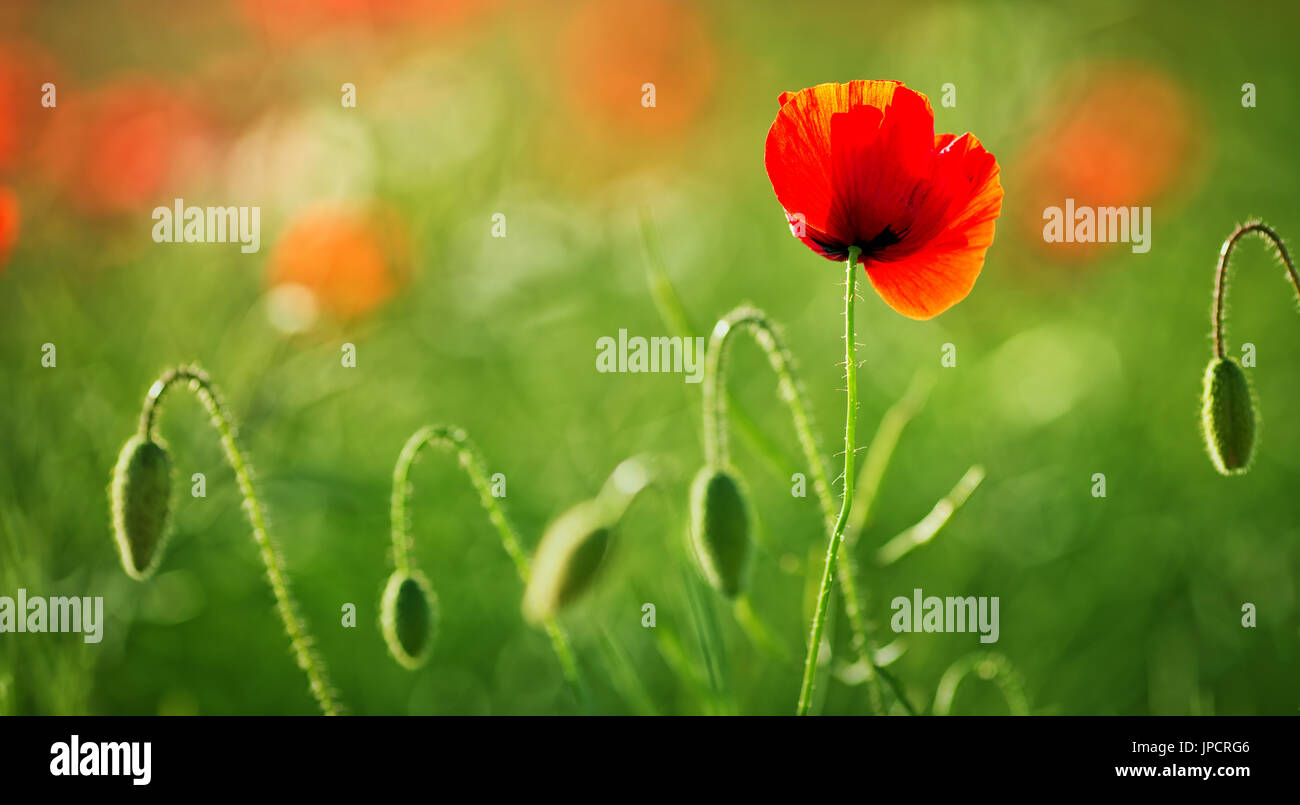 Beautiful poppy flowers on the field at sunset Stock Photo - Alamy