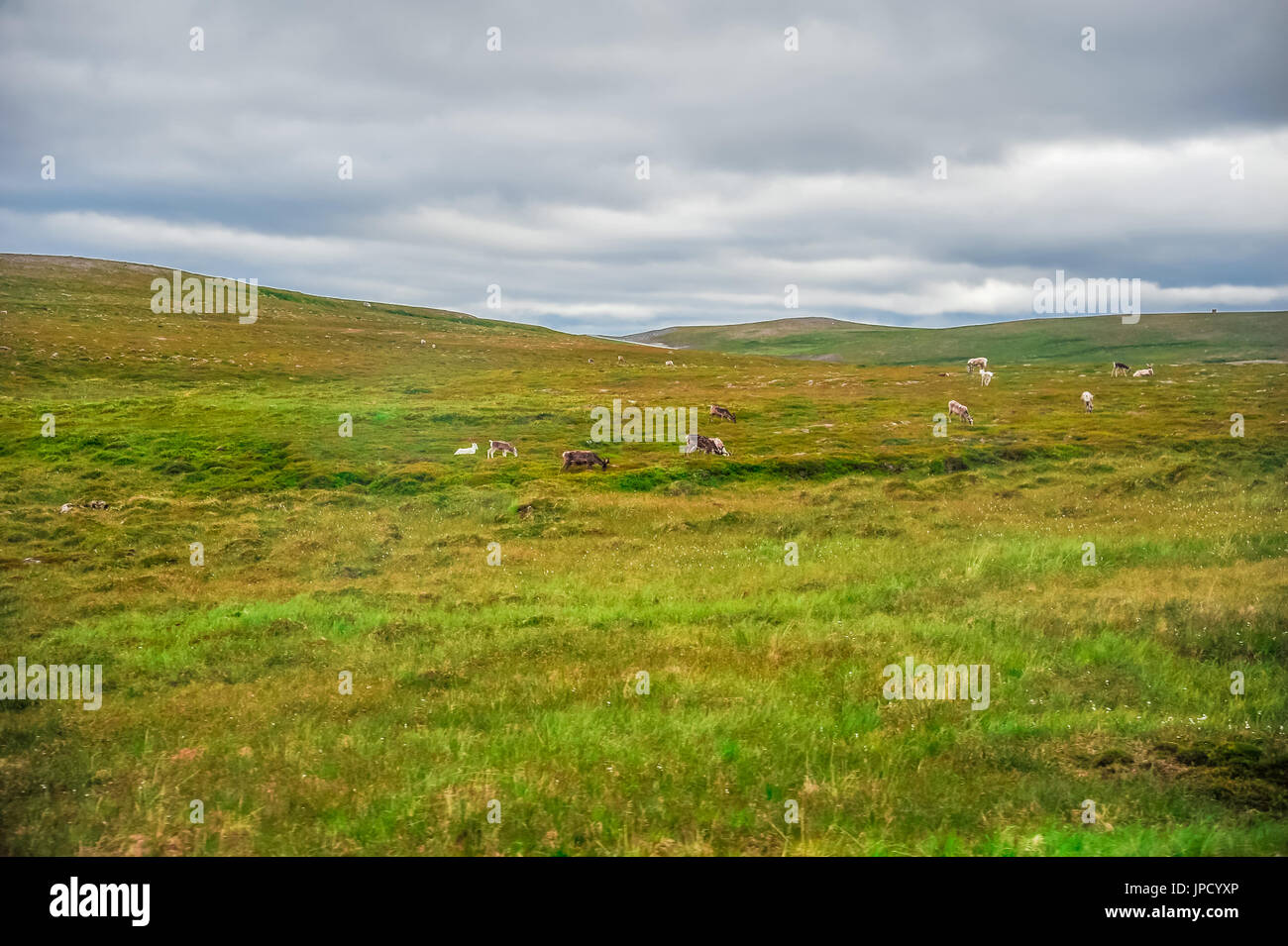 Beautiful Norway landscape, green grass field with Norwegian reindeer ...