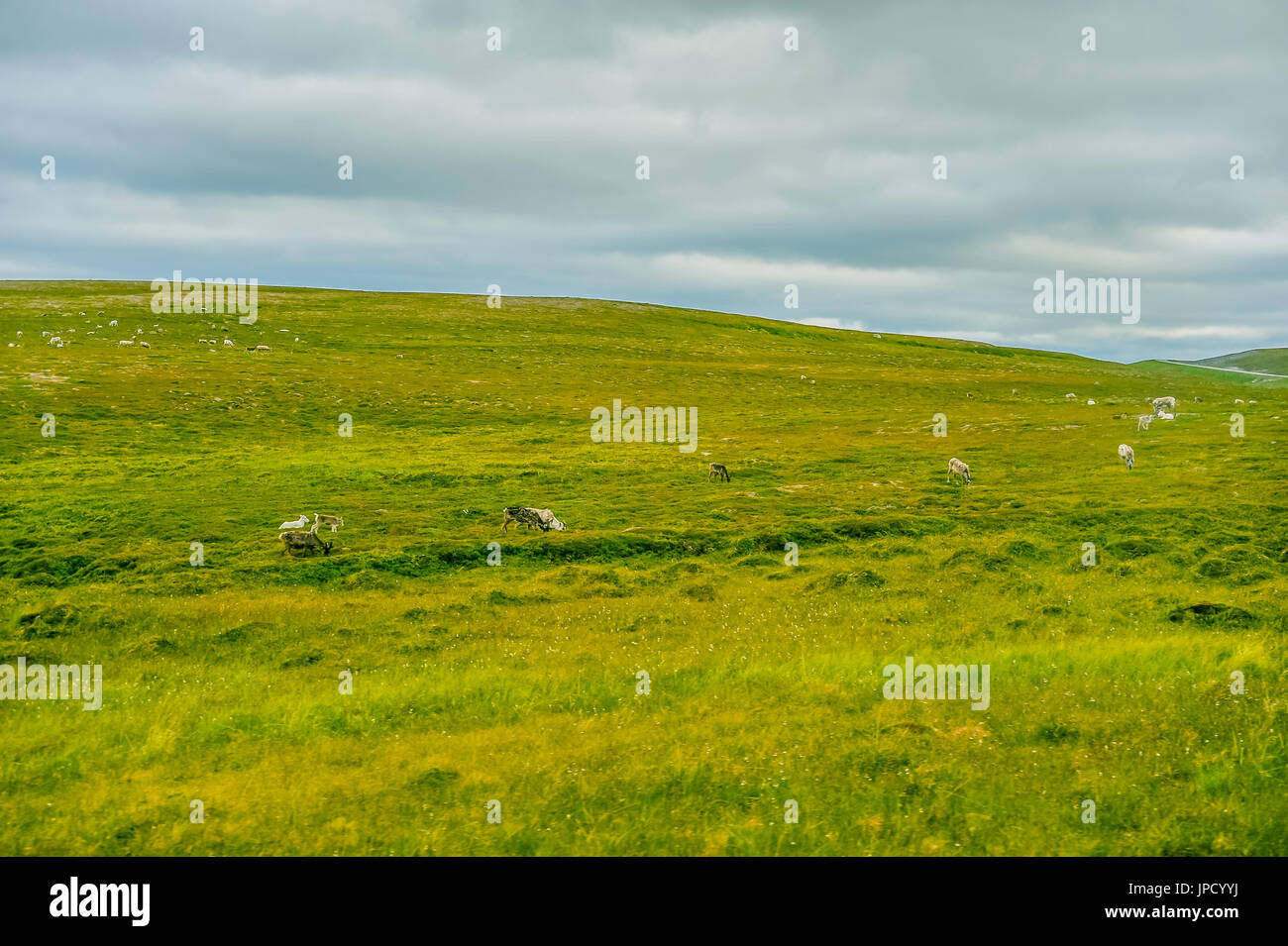 Beautiful Norway landscape, green grass field with Norwegian reindeer ...