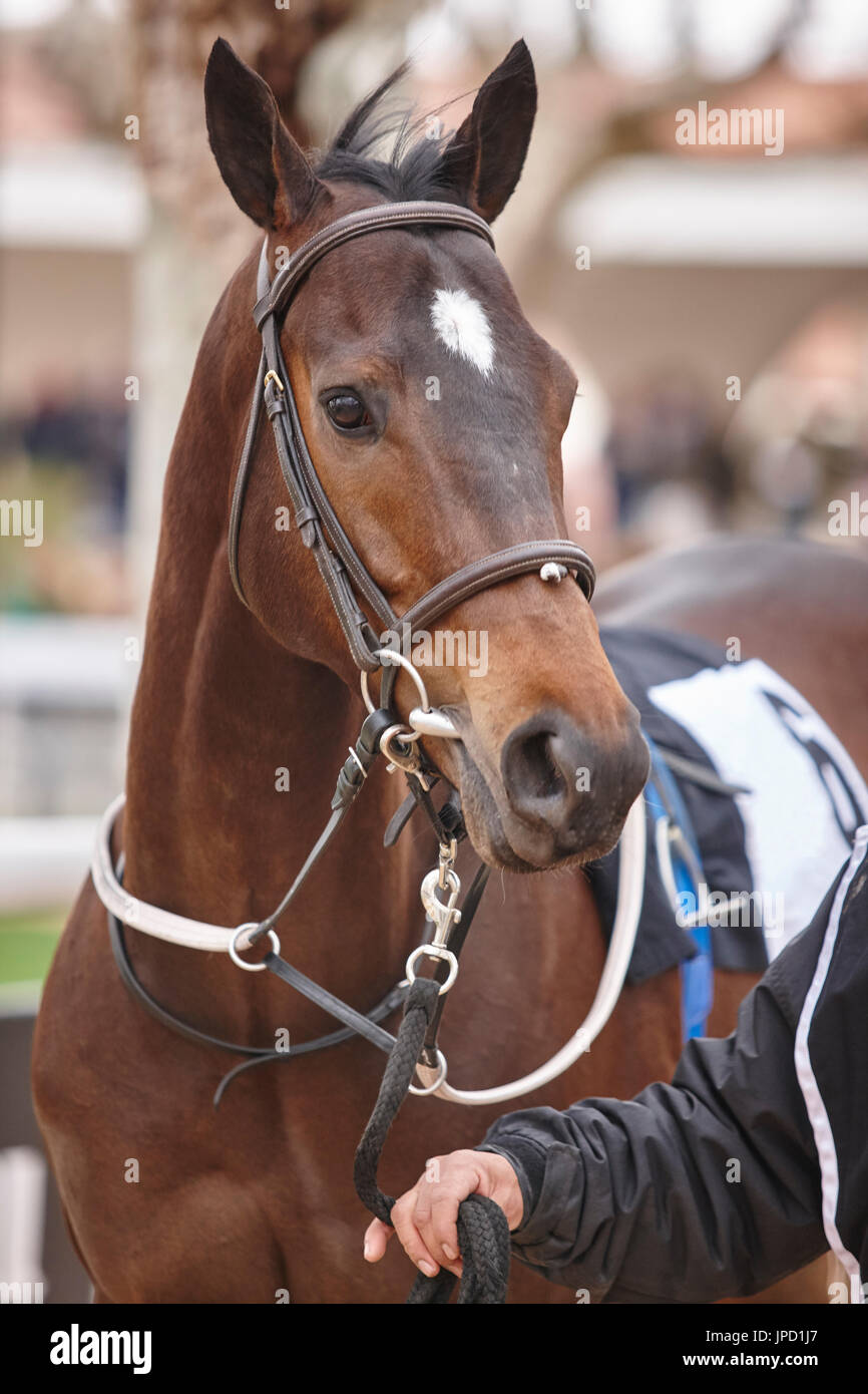 Race horse head ready to run. Paddock area. Vertical Stock Photo - Alamy