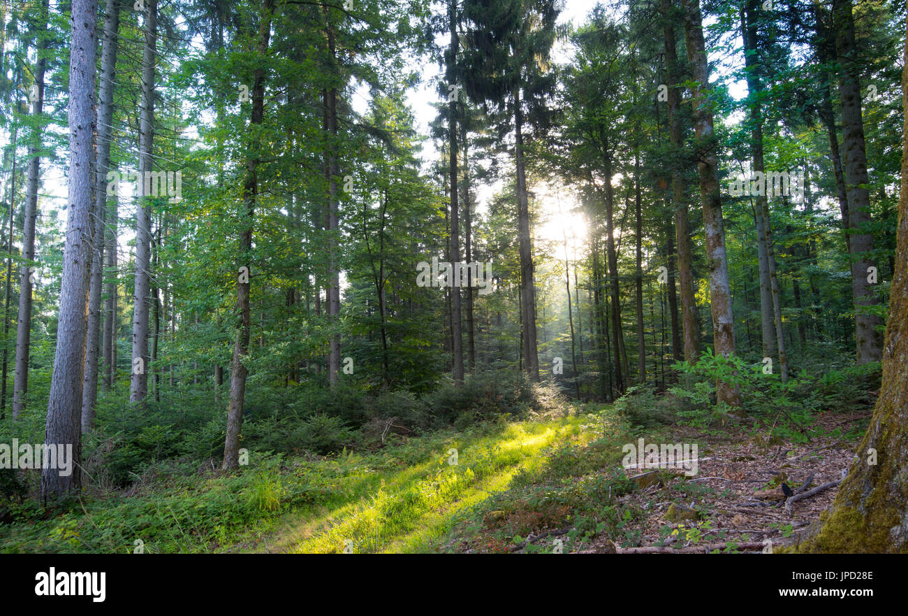 First sun beams in the Black Forest Stock Photo - Alamy