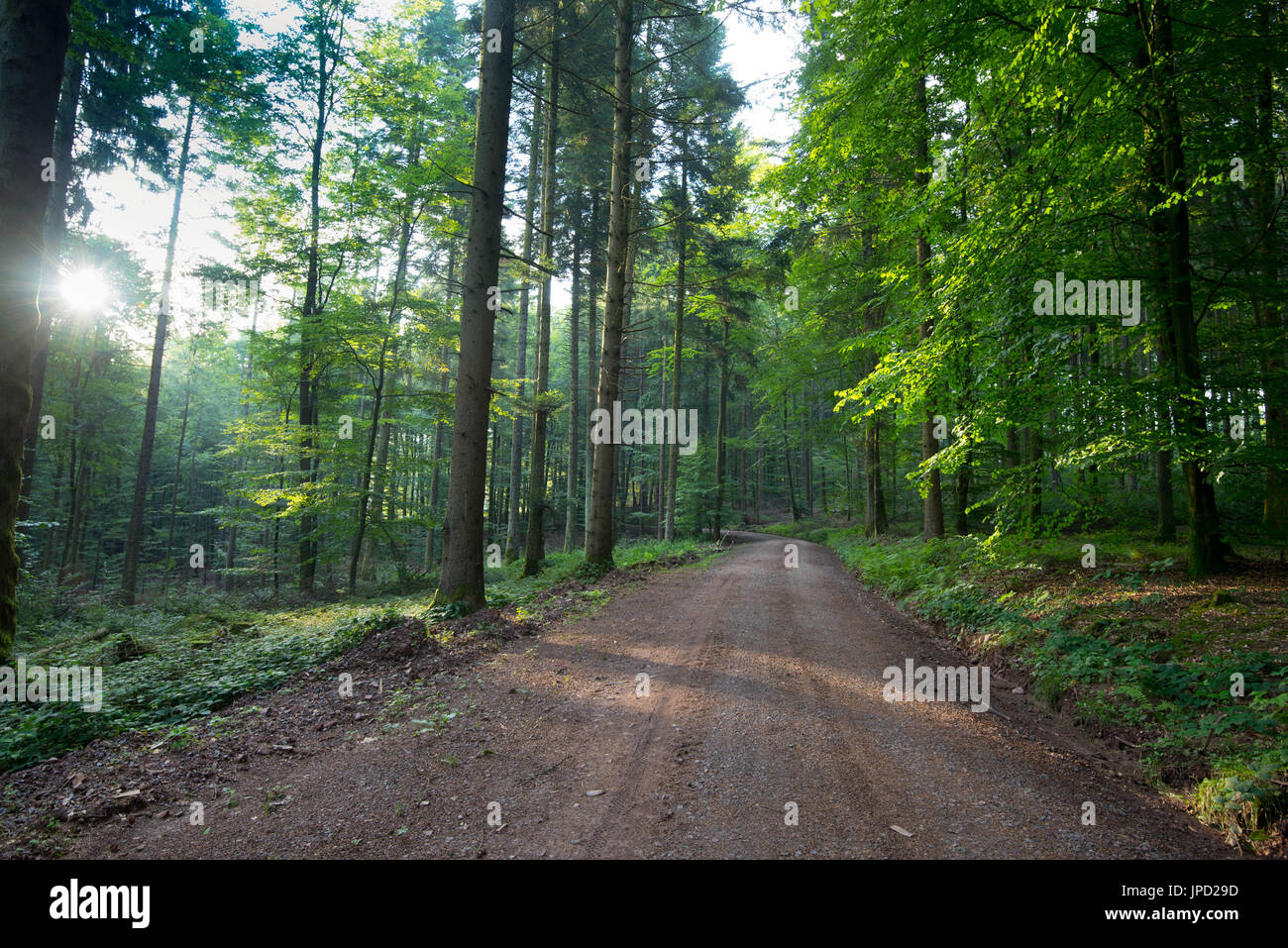 Tracking path in the Black forest in the early morning Stock Photo - Alamy