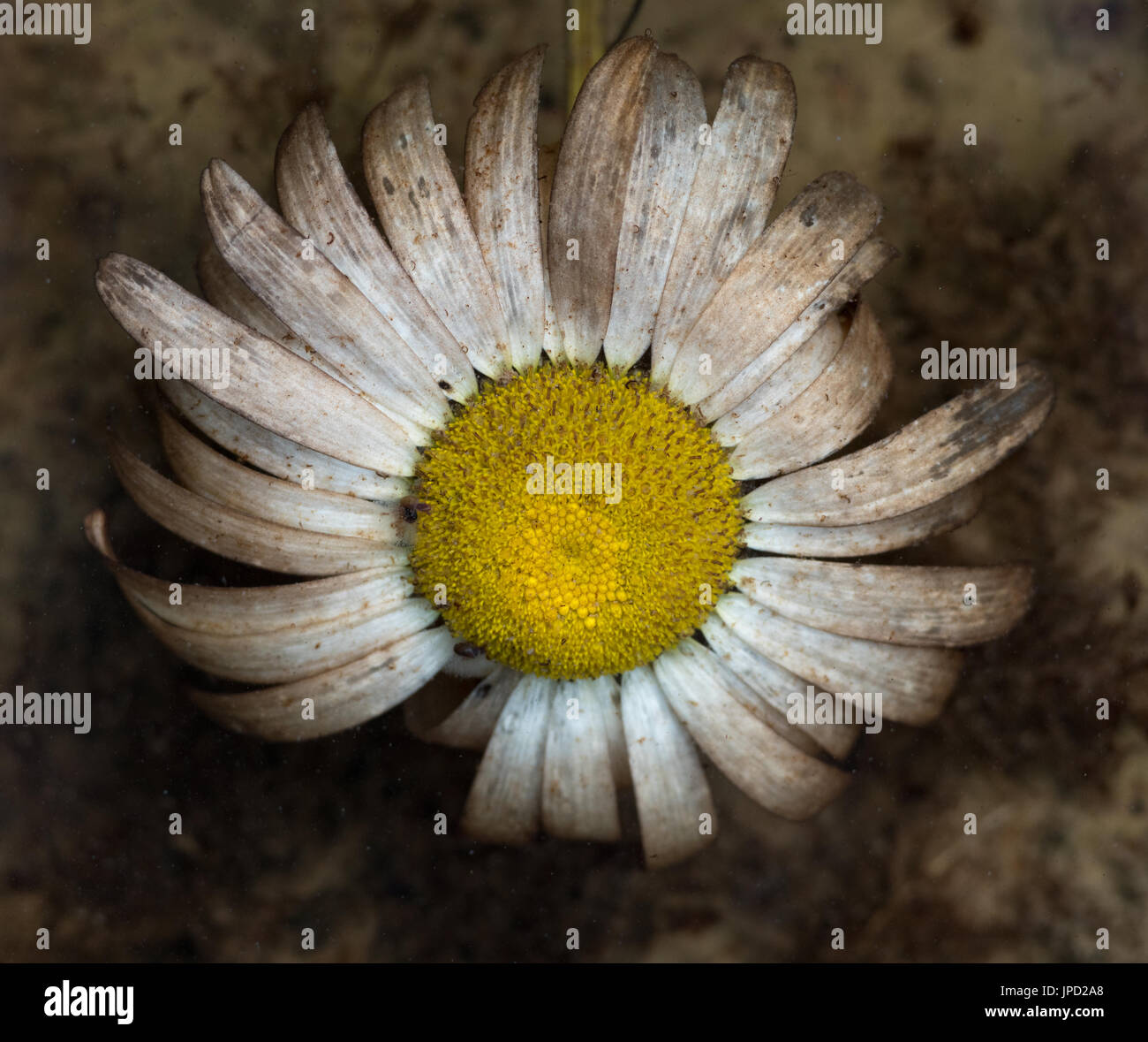 Daisy decaying due to being underwater Stock Photo - Alamy