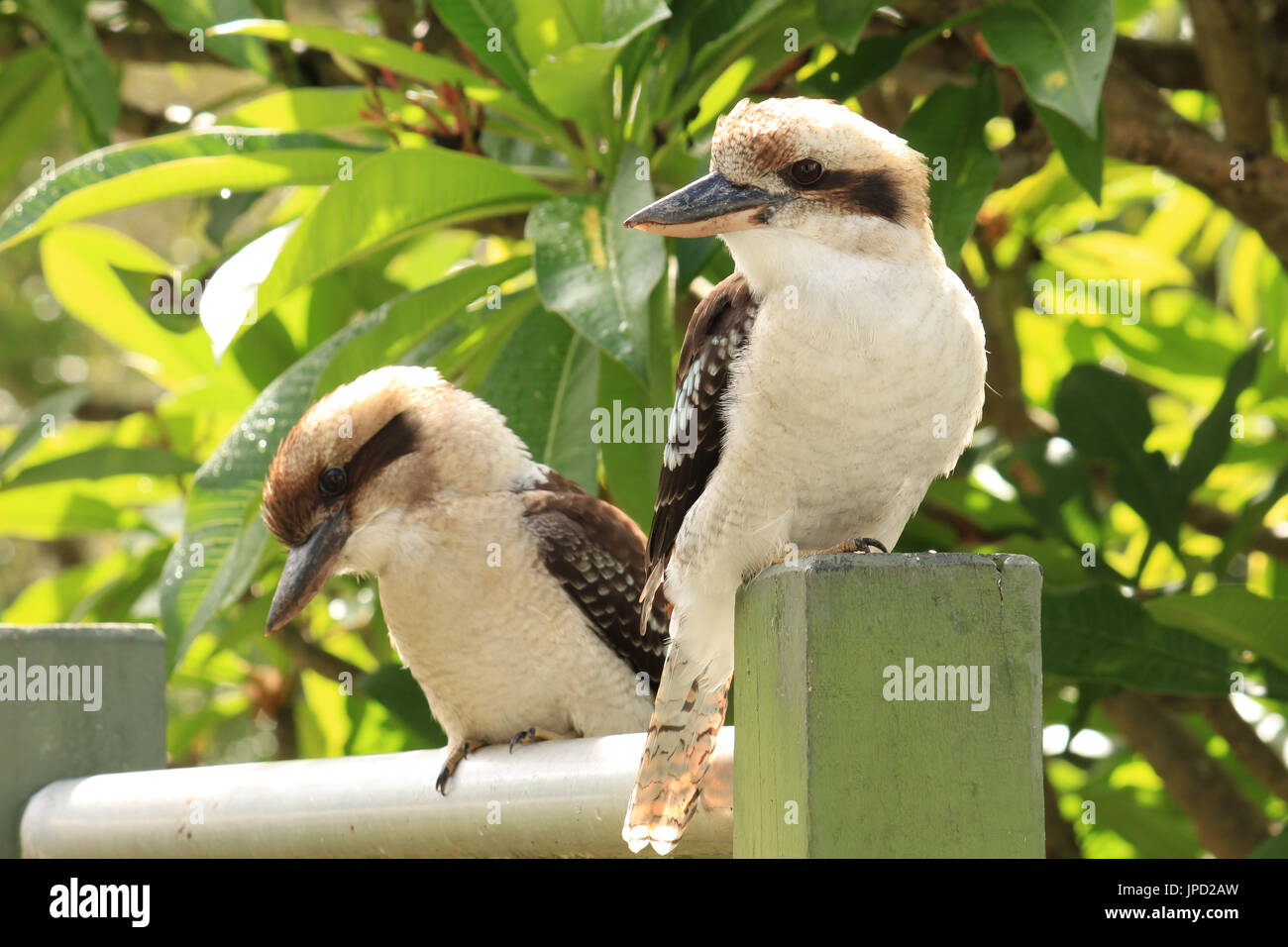 Two Australian kookaburras from kingfisher bird family sitting on post ...
