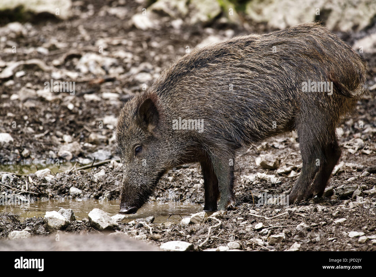 Wild boar (female) - Sus scrofa Stock Photo - Alamy