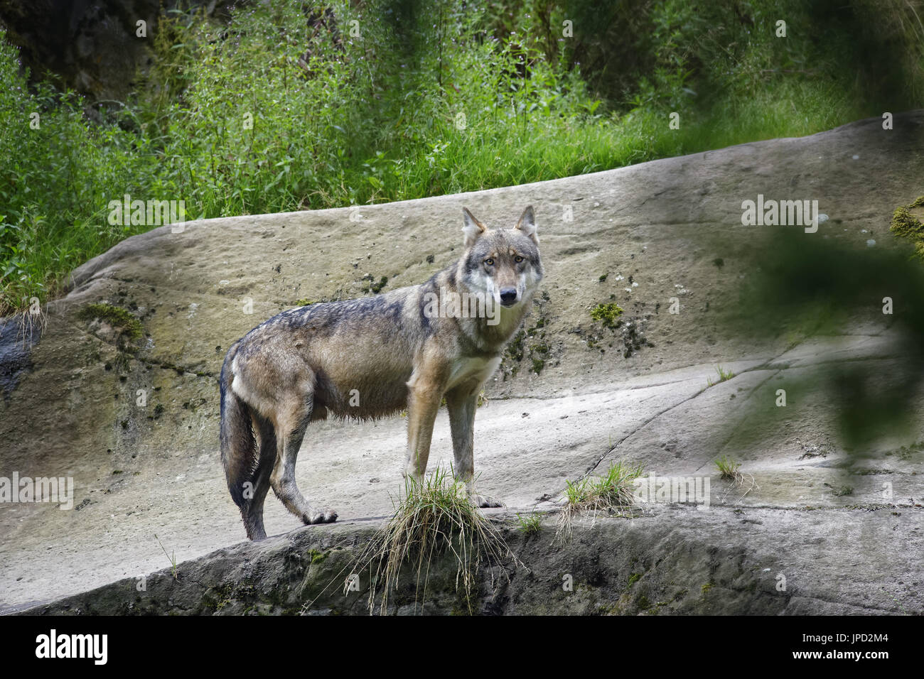 Gray Wolf - Canis Lupus Stock Photo - Alamy