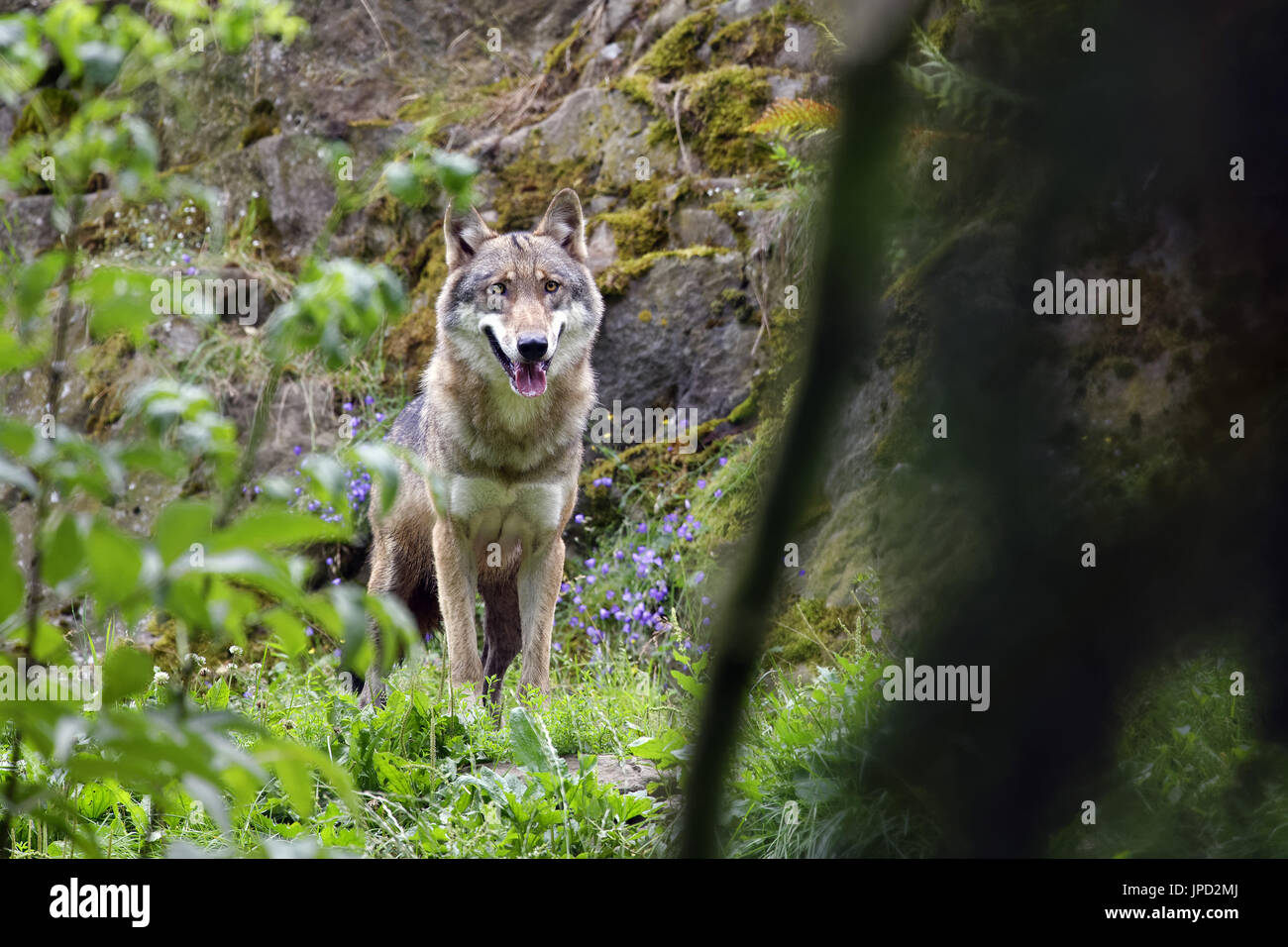 Gray Wolf - Canis Lupus Stock Photo - Alamy