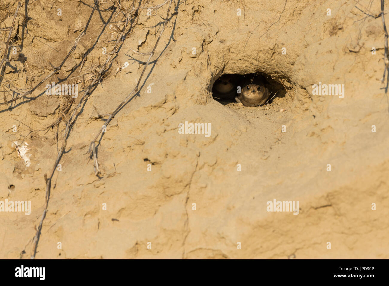 Common sand martin Riparia riparia, chicks, poking heads out of nesting ...
