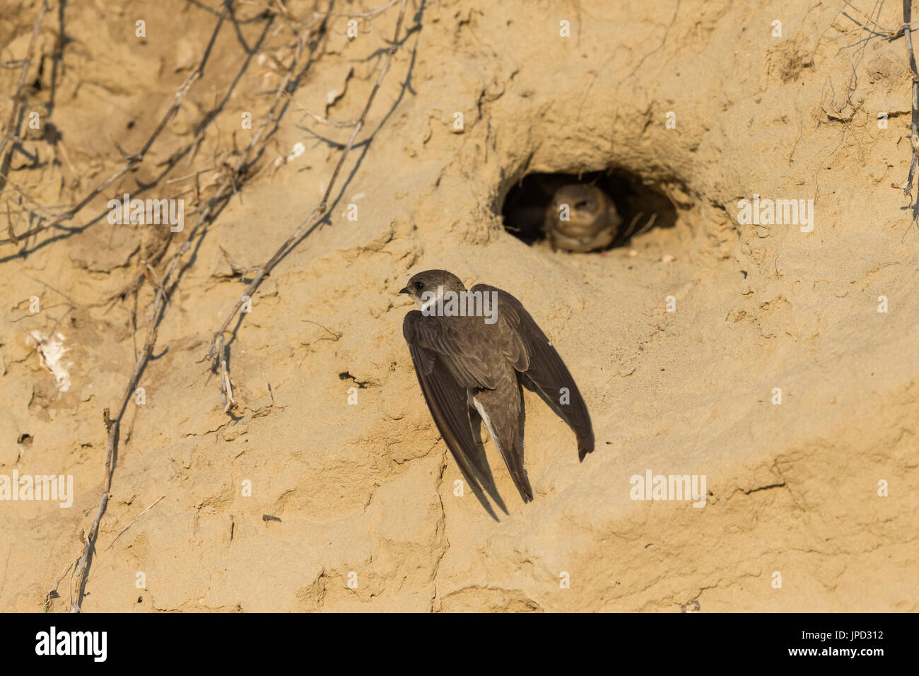 Common sand martin Riparia riparia, chick, poking head out of nesting ...