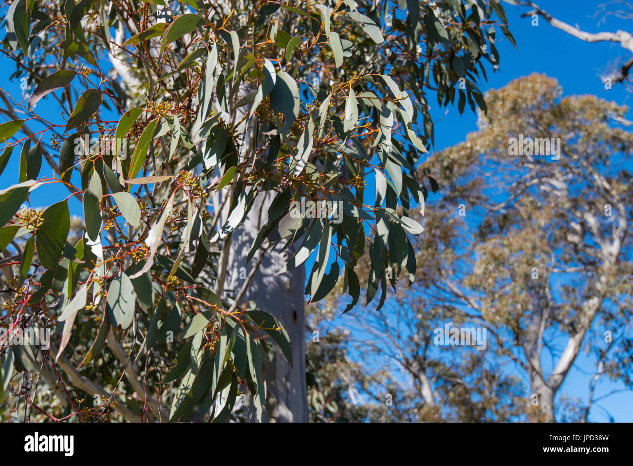 Australian gum tree leaves hi-res stock photography and images - Alamy