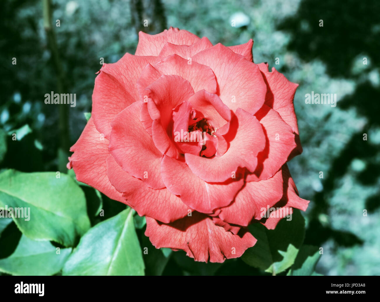 Big red rose hi-res stock photography and images - Alamy