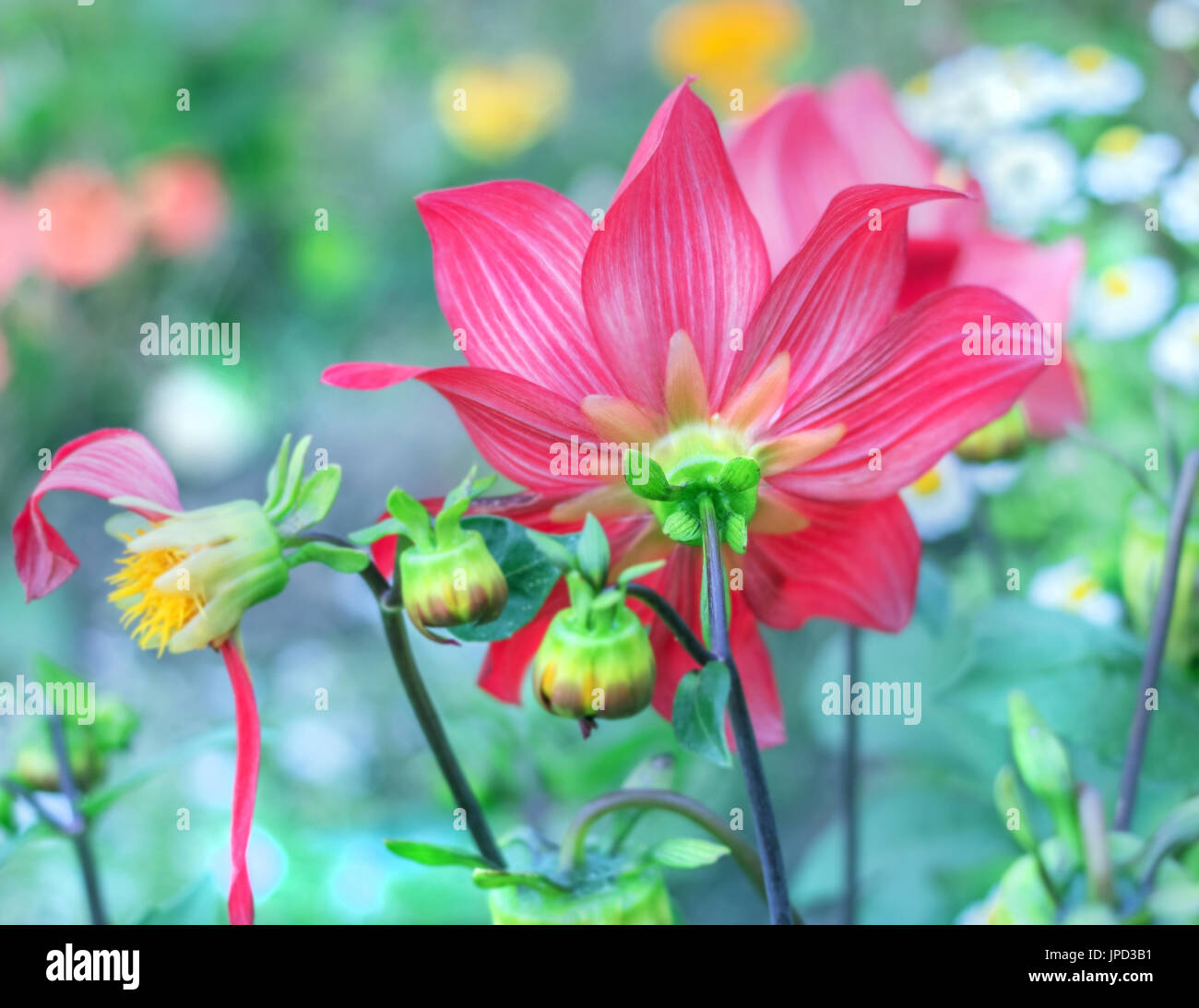 Red dahlia flower super hi-res stock photography and images - Alamy