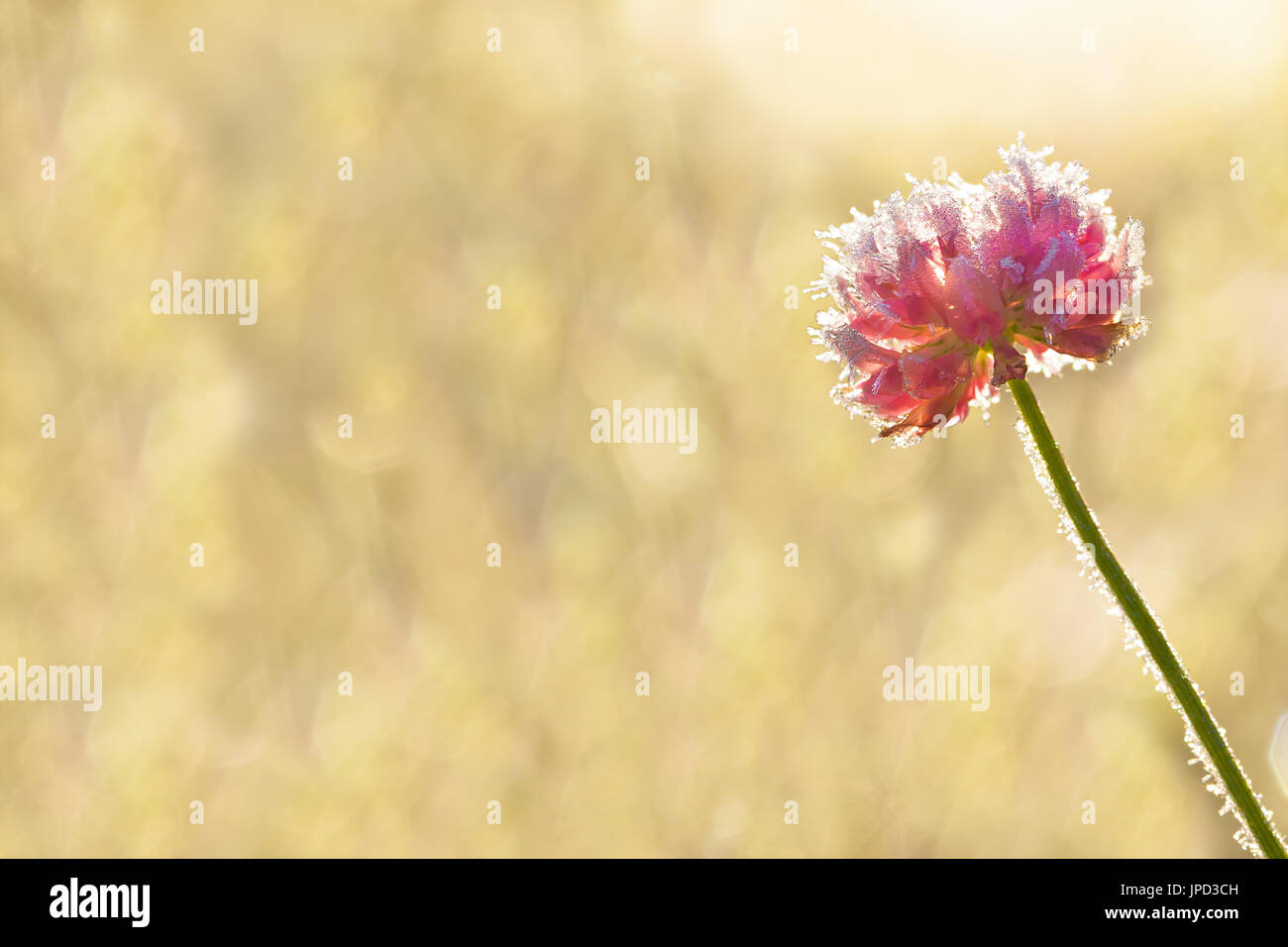 pink flower of a clover is covered with hoarfrost close up. freeze wild ...