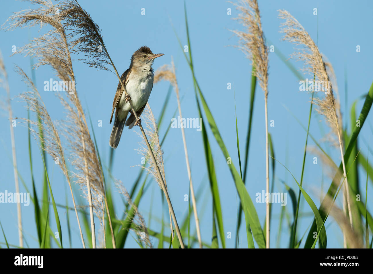 Great reed warbler Acrocephalus arundinaceus, adult, perched on reed ...