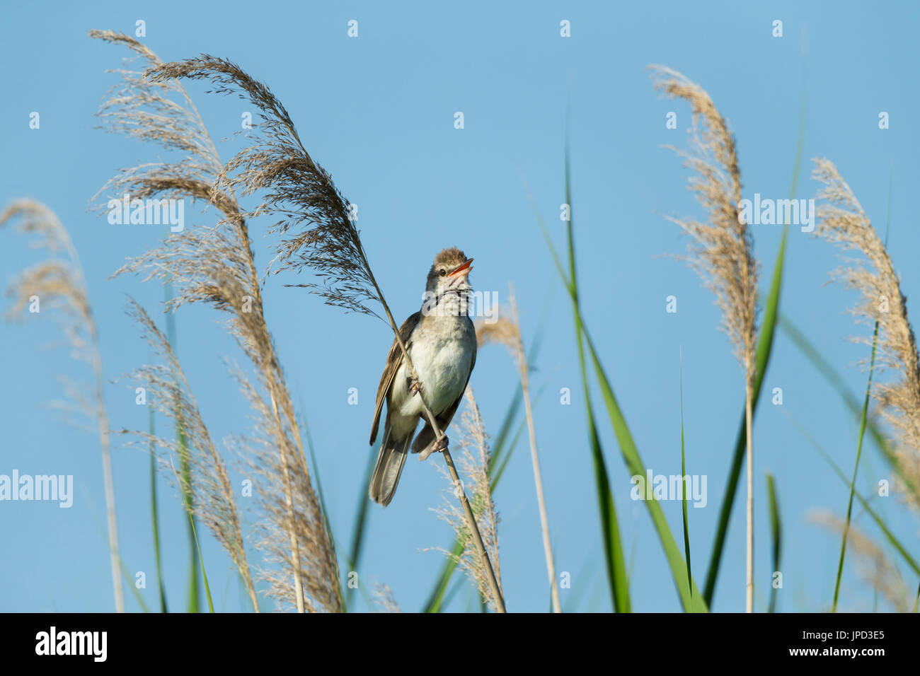 Great reed warbler Acrocephalus arundinaceus, adult, perched on reed ...