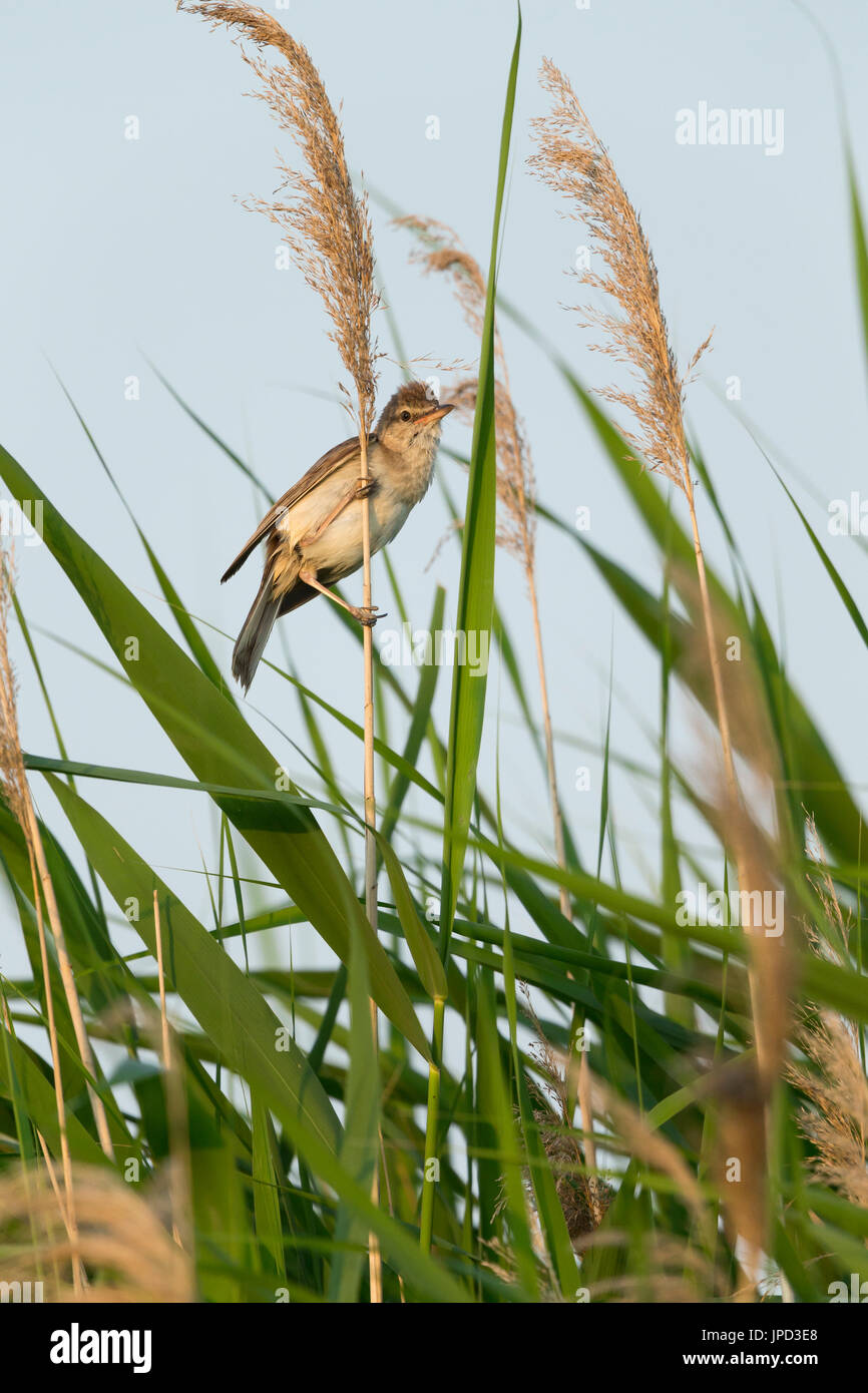 Great reed warbler Acrocephalus arundinaceus, adult, perched on reed ...