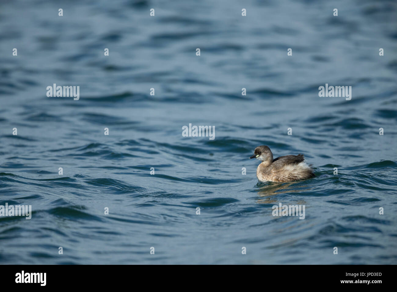 Little Grebe Tachybaptus ruficollis, winter plumaged bird, swimming ...