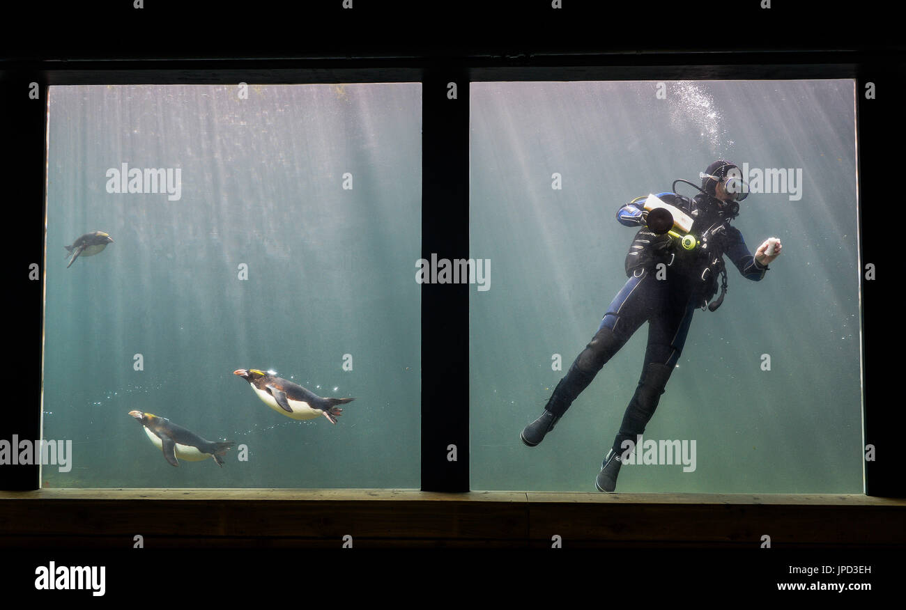 Macaroni penguins swim around a diver as he cleans algae from inside ...