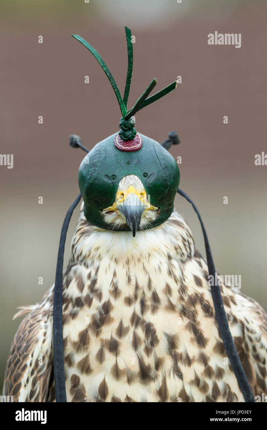 Female saker falcon bird prey hi-res stock photography and images - Alamy
