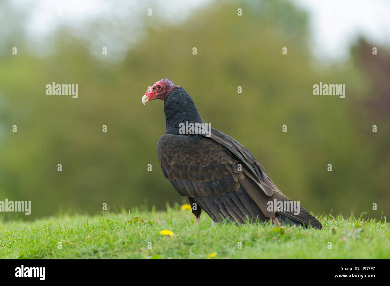 Turkey vulture Cathartes aura (captive), sitting on grass bank, Hawk ...