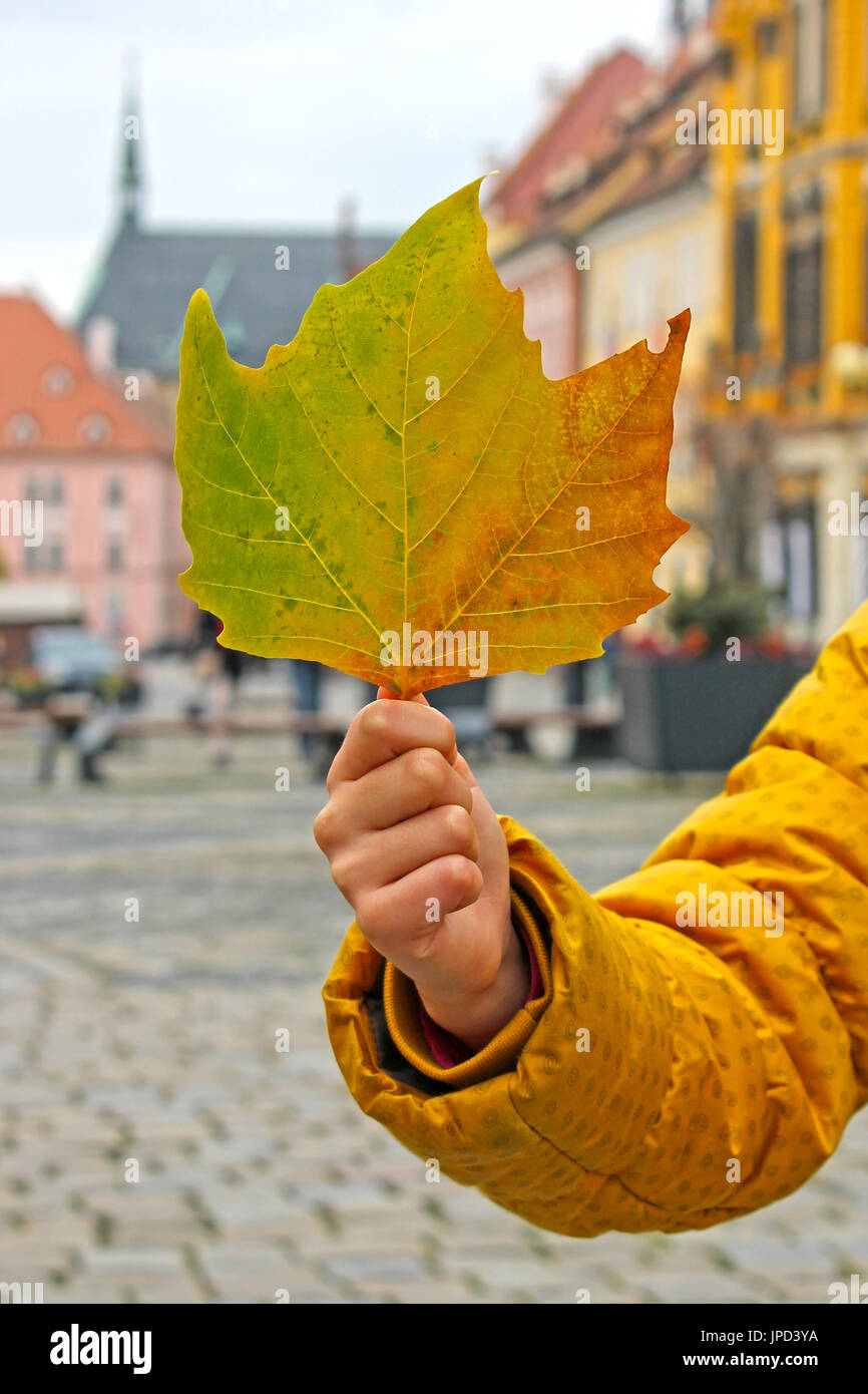 Beautiful autumn leave in child hand Stock Photo - Alamy