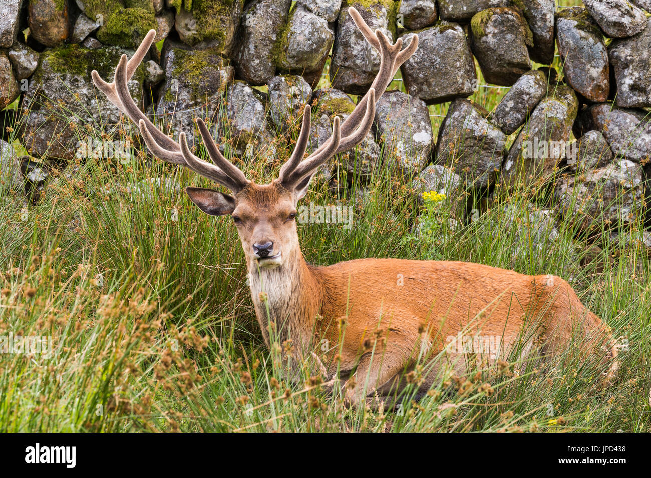 Red stag scotland july hi-res stock photography and images - Alamy