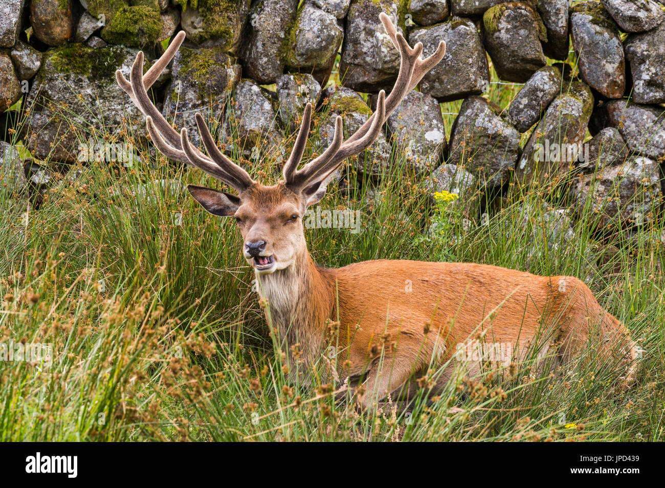Red deer stag lying down in rural Dumfries and Galloway Stock Photo - Alamy