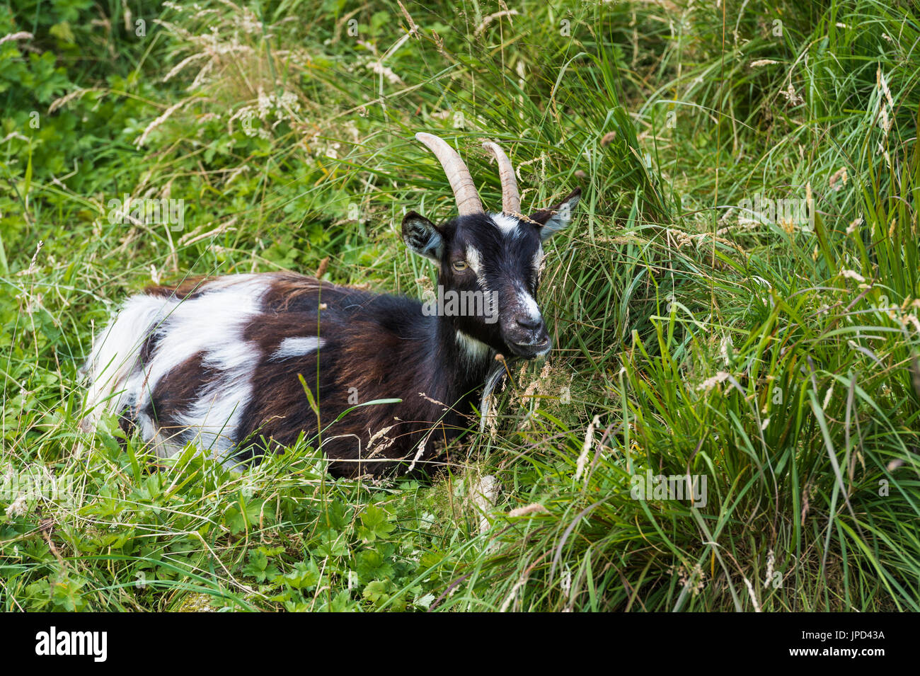 Wild Galloway goat lying down on a summer day Stock Photo - Alamy