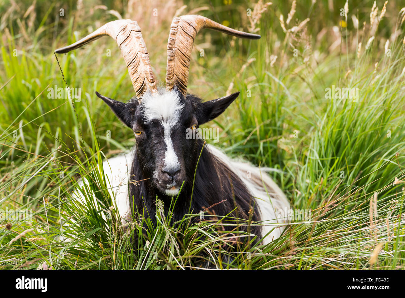 Goat lying down hi-res stock photography and images - Alamy
