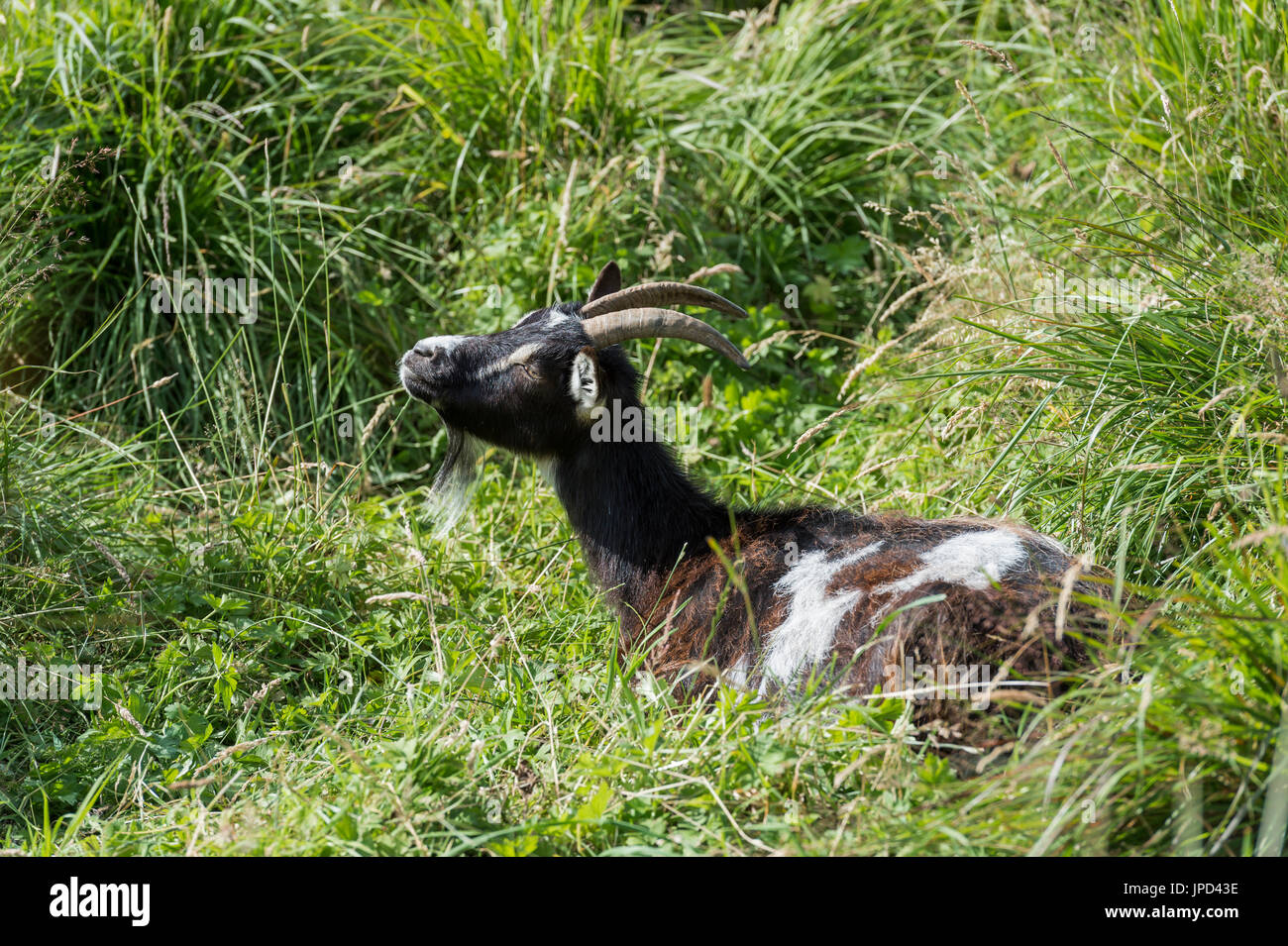 Goat lying down hi-res stock photography and images - Alamy