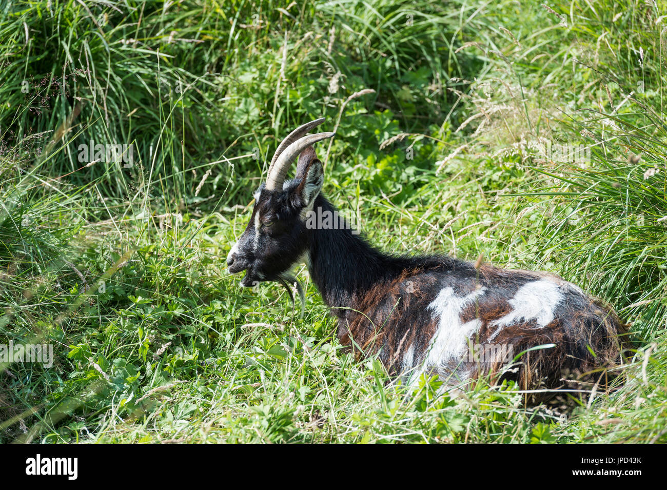Wild Galloway goat lying down on a summer day Stock Photo - Alamy