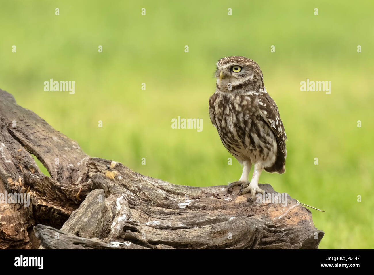 Closeup of a Little owl, Athene noctua, bird of prey perched and ...