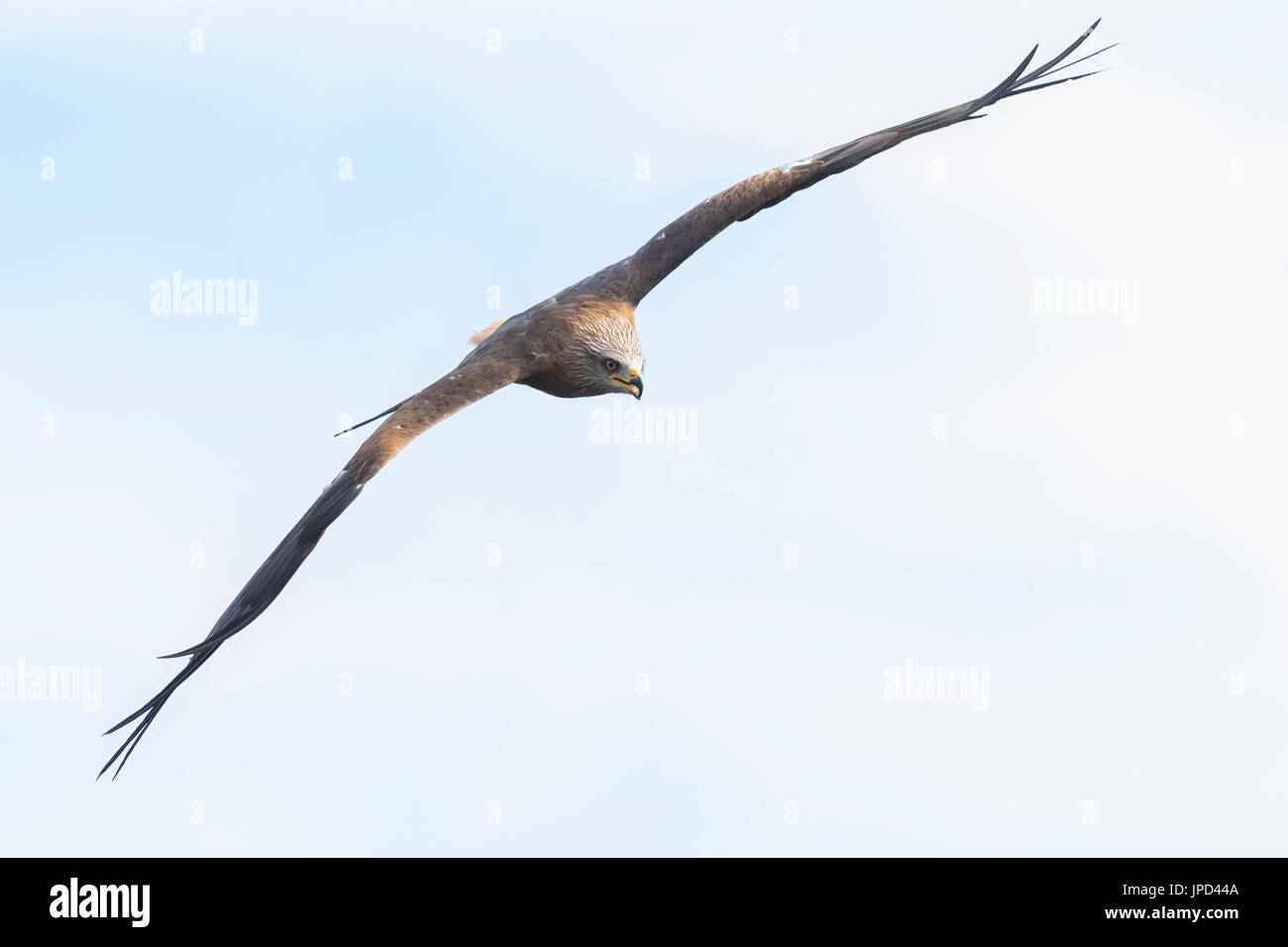 Black kite Milvus migrans predatory bird in flight, hunting on a sunny ...