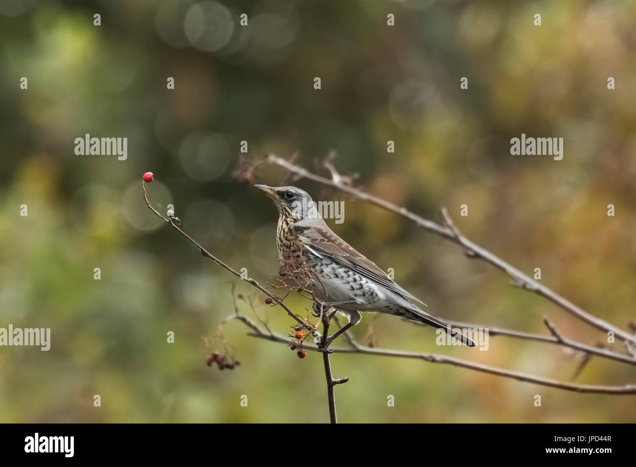 Bird fieldfare hi-res stock photography and images - Alamy