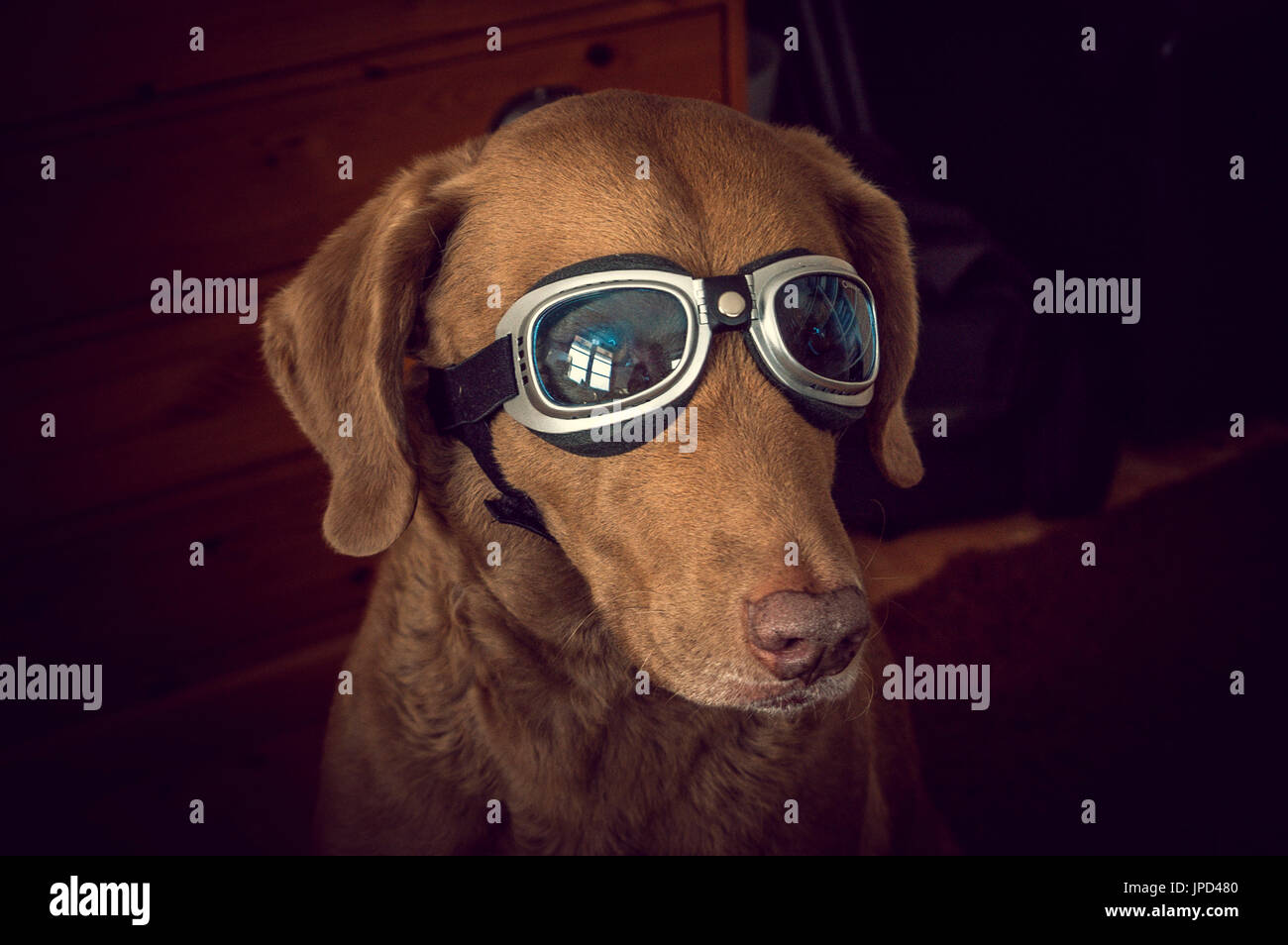 Funny goggles hi-res stock photography and images - Alamy