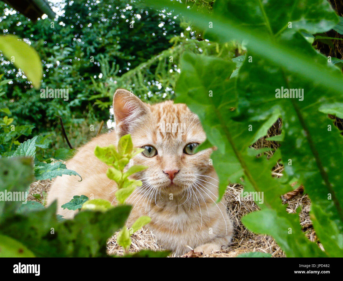 Ginger Cat Portrait Stock Photo - Alamy