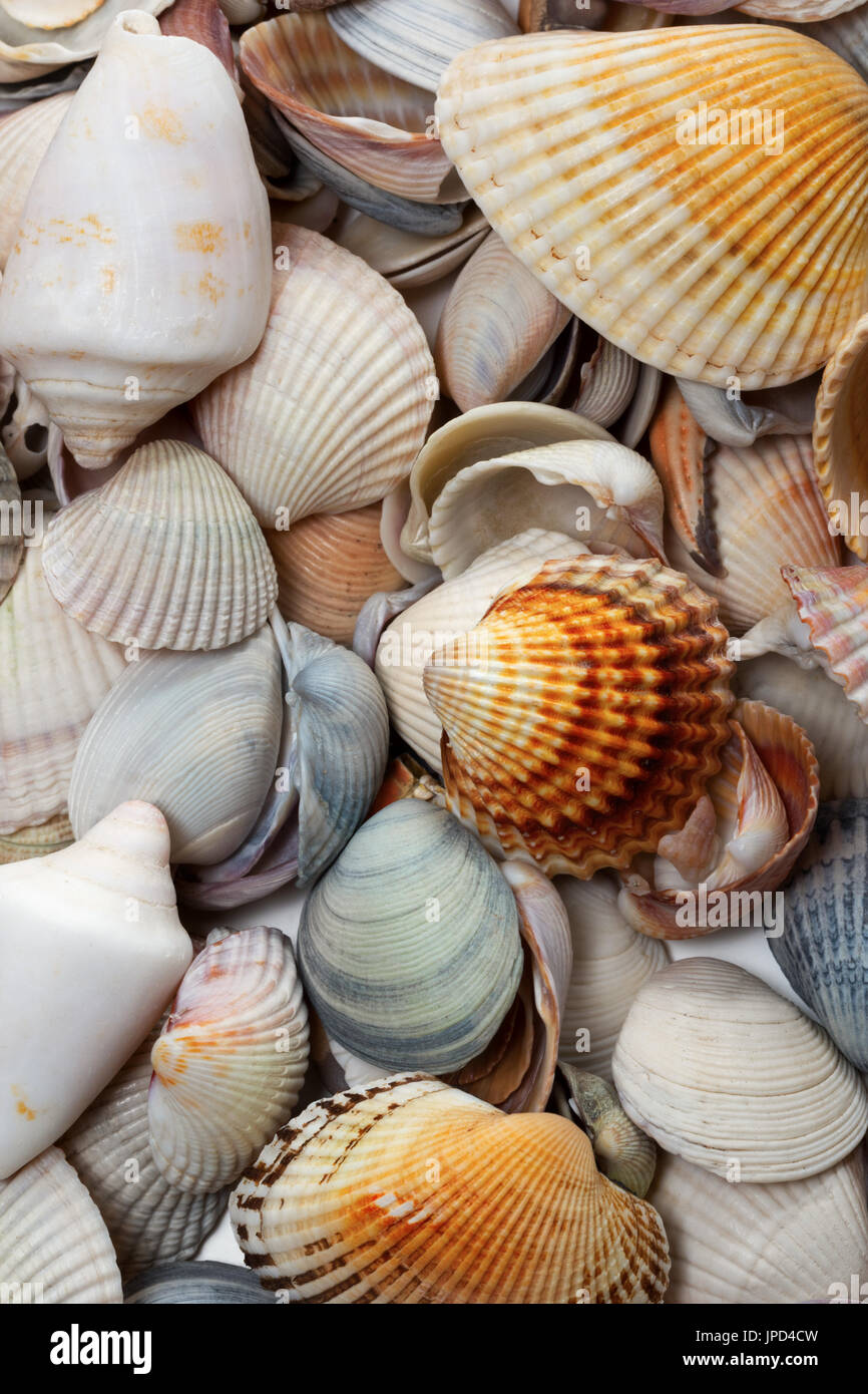 Variety of seashells at sun summer day Stock Photo - Alamy
